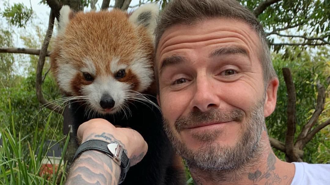 David Beckham Instagram photos at the Zoo | Manchester United