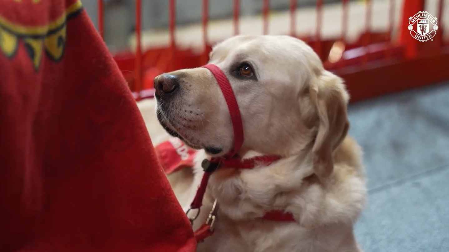 The story of Medical Detection Dog named Rolo | Manchester United
